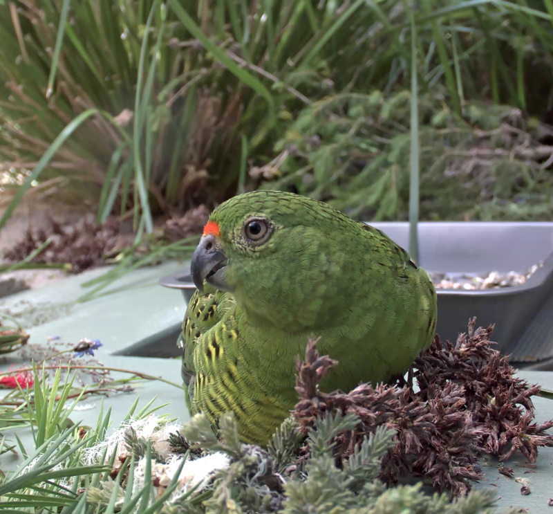 Groundbreaking translocation of WA’s rarest bird I Australian Rural ...