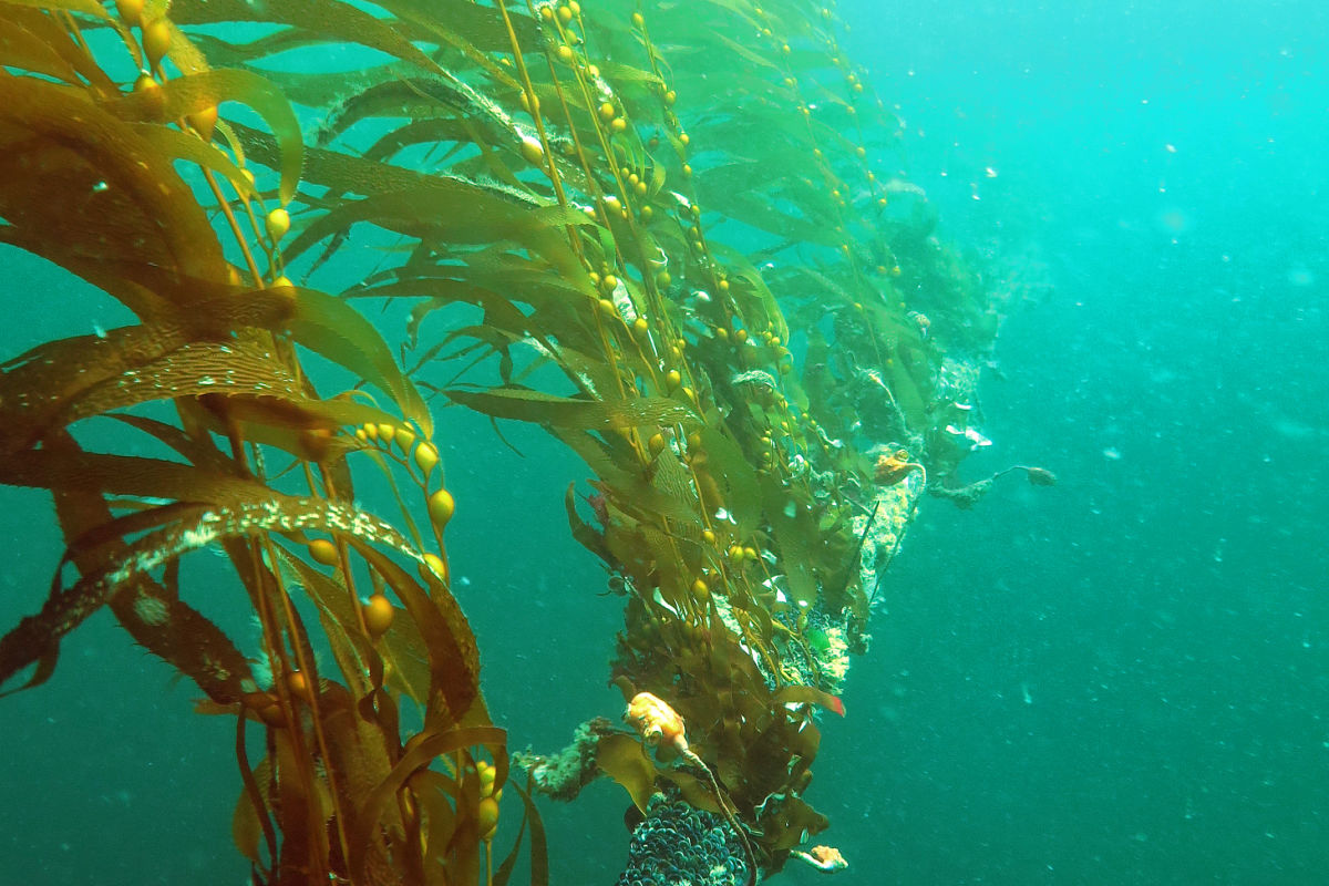 Webinar: Unlocking the Blue Economy: is seaweed one of the keys? I ...