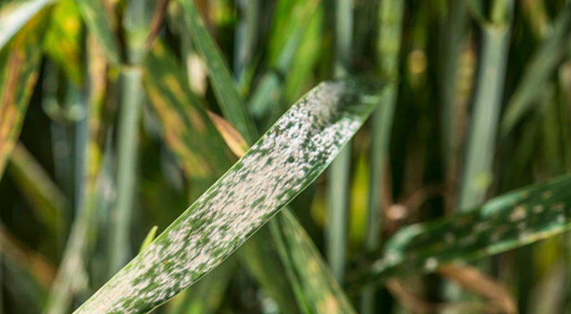 New barley powdery mildew resistance genes key to future resistance I ...