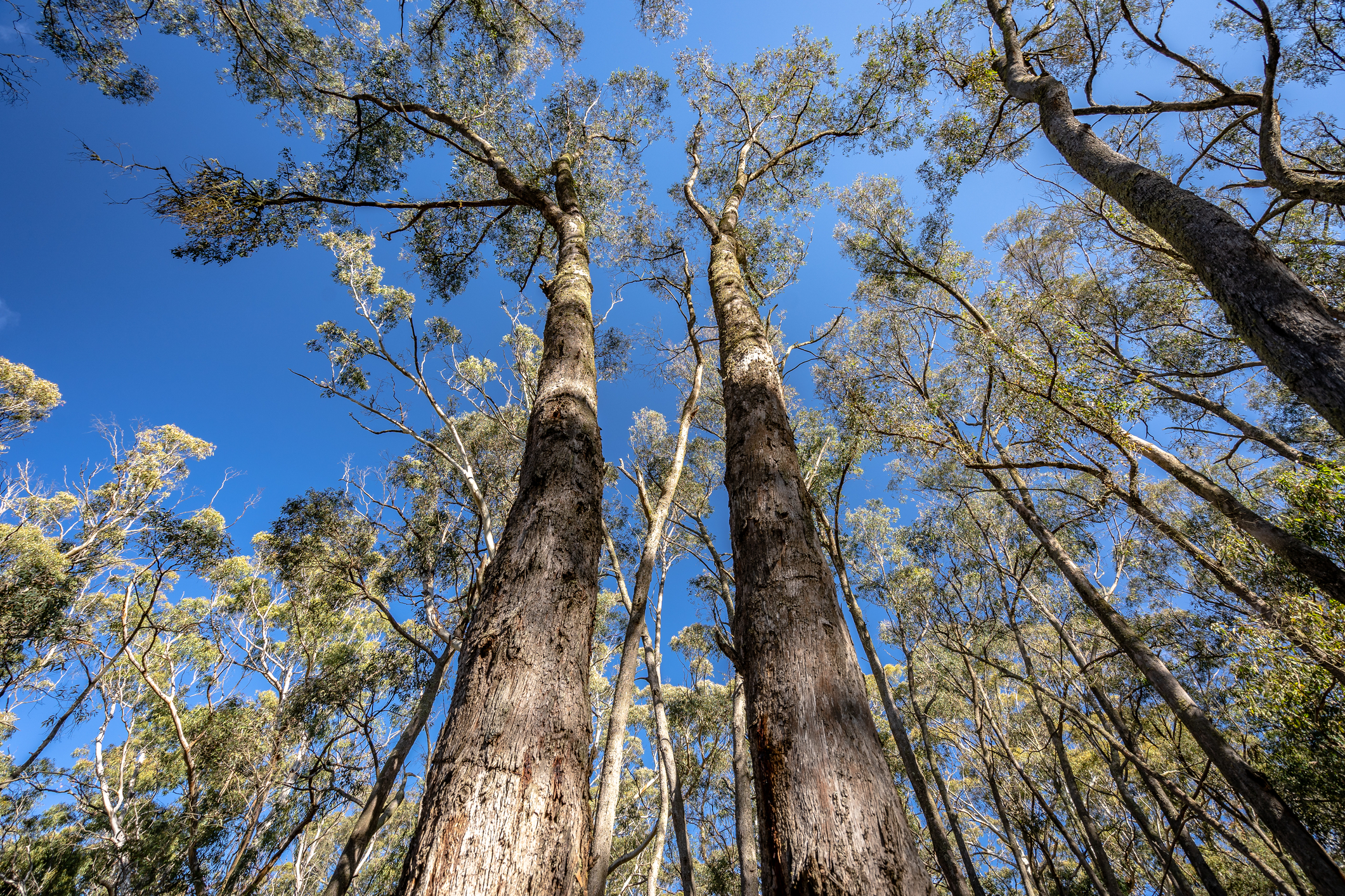Forest scientists say new approaches are needed to address escalating ...
