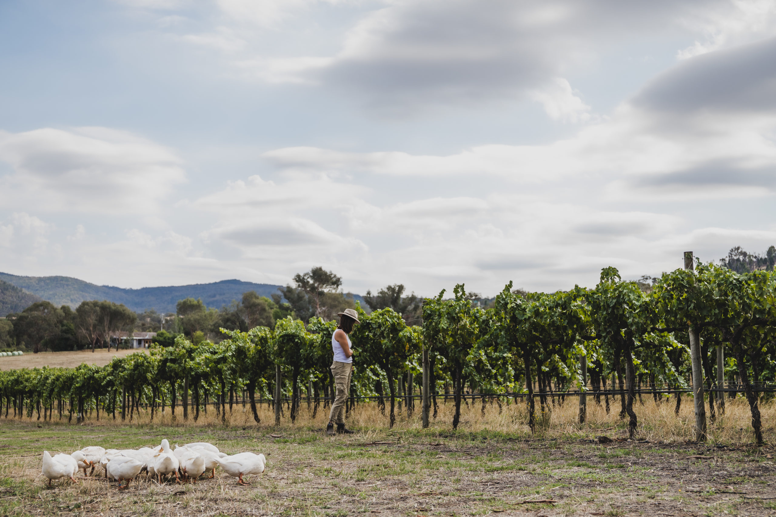 Australia's top 50 vineyards in 2021 I Australian Rural & Regional News