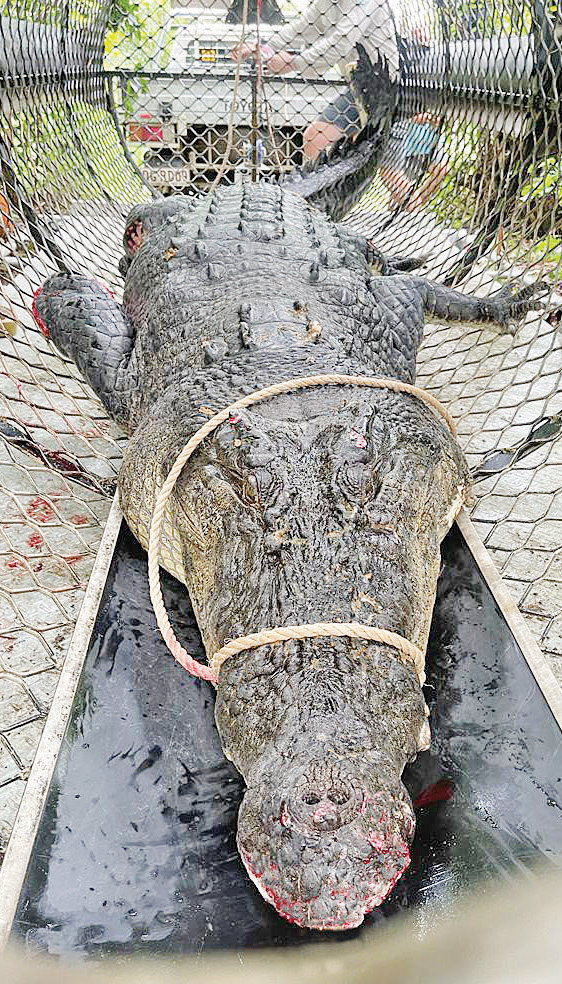Dog-loving croc trapped at Cooktown I Australian Rural & Regional News