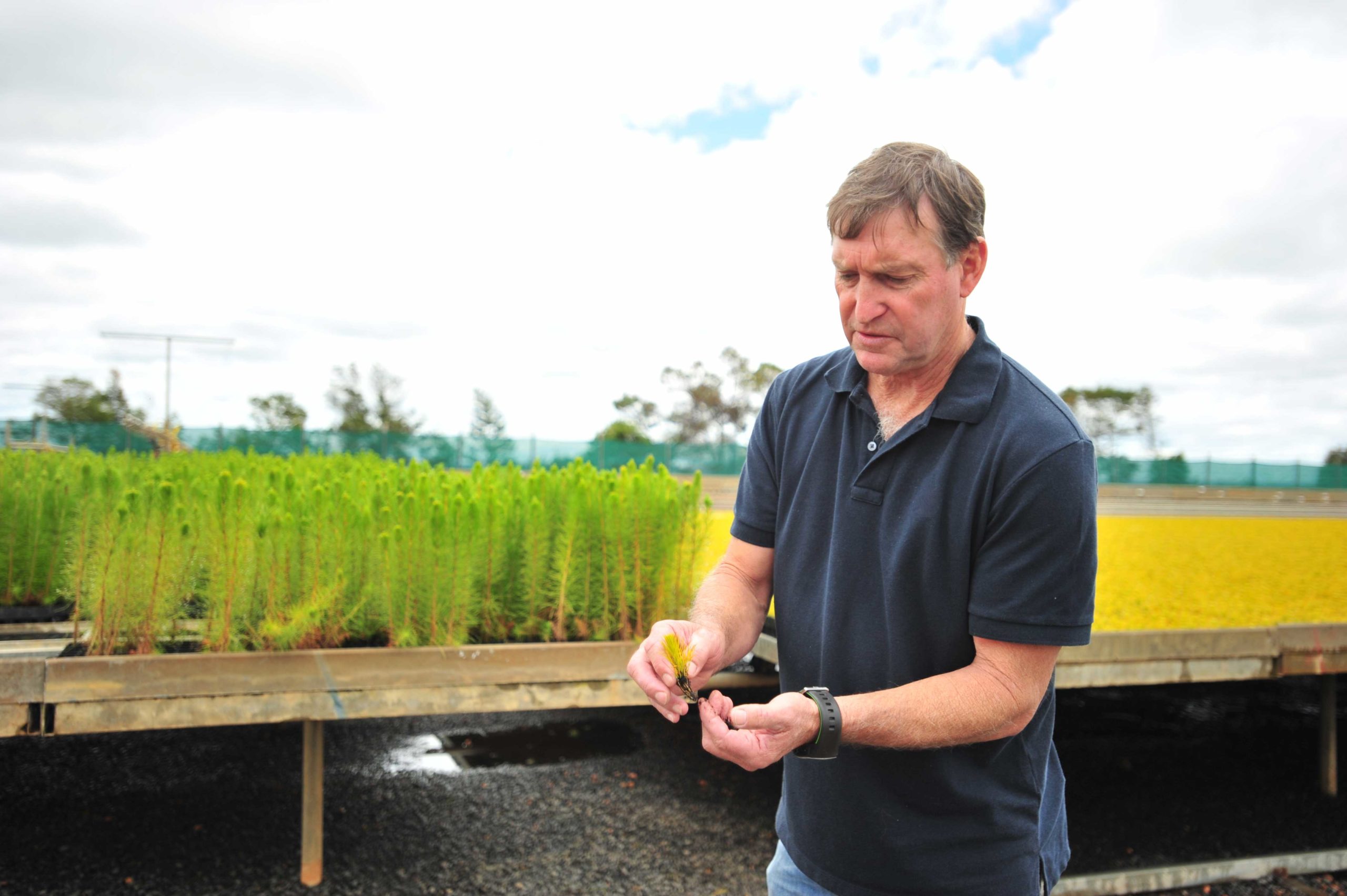 Farm Forestry Assist program supporting growth of local softwood ...