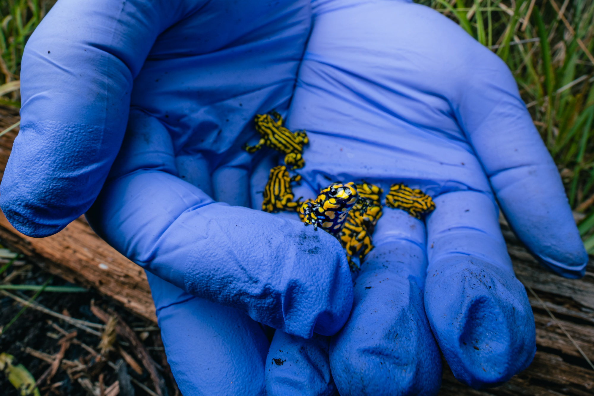 Corroboree frogs return home I Australian Rural & Regional News