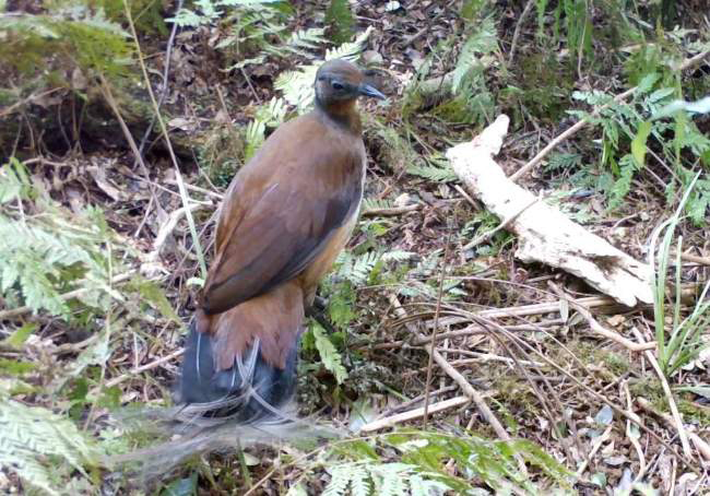 Listen to the call of the Albert's Lyrebird this June I Australian ...