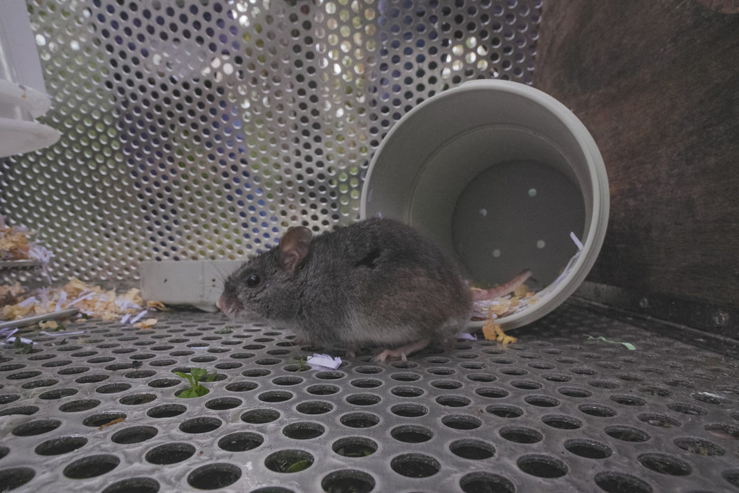 Rare smoky mice return home: Griffin I Australian Rural & Regional News