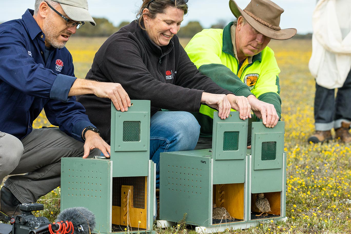Tiny solar backpacks helping save endangered birds from extinction ...