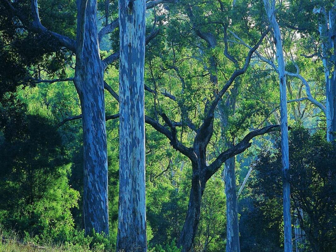 Forestry Australia welcomes landmark study on net benefits of multiple ...