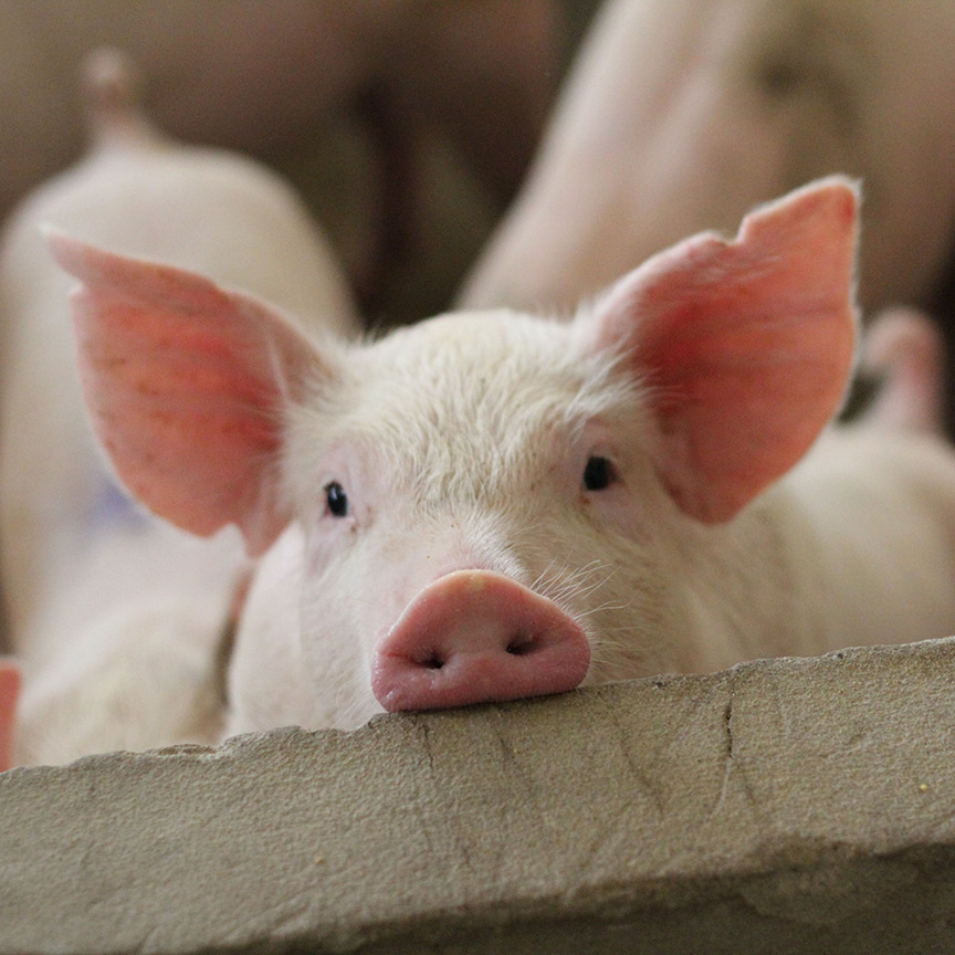 Probing researchers strike gold to stop the trots in pigs: UniSA I ...