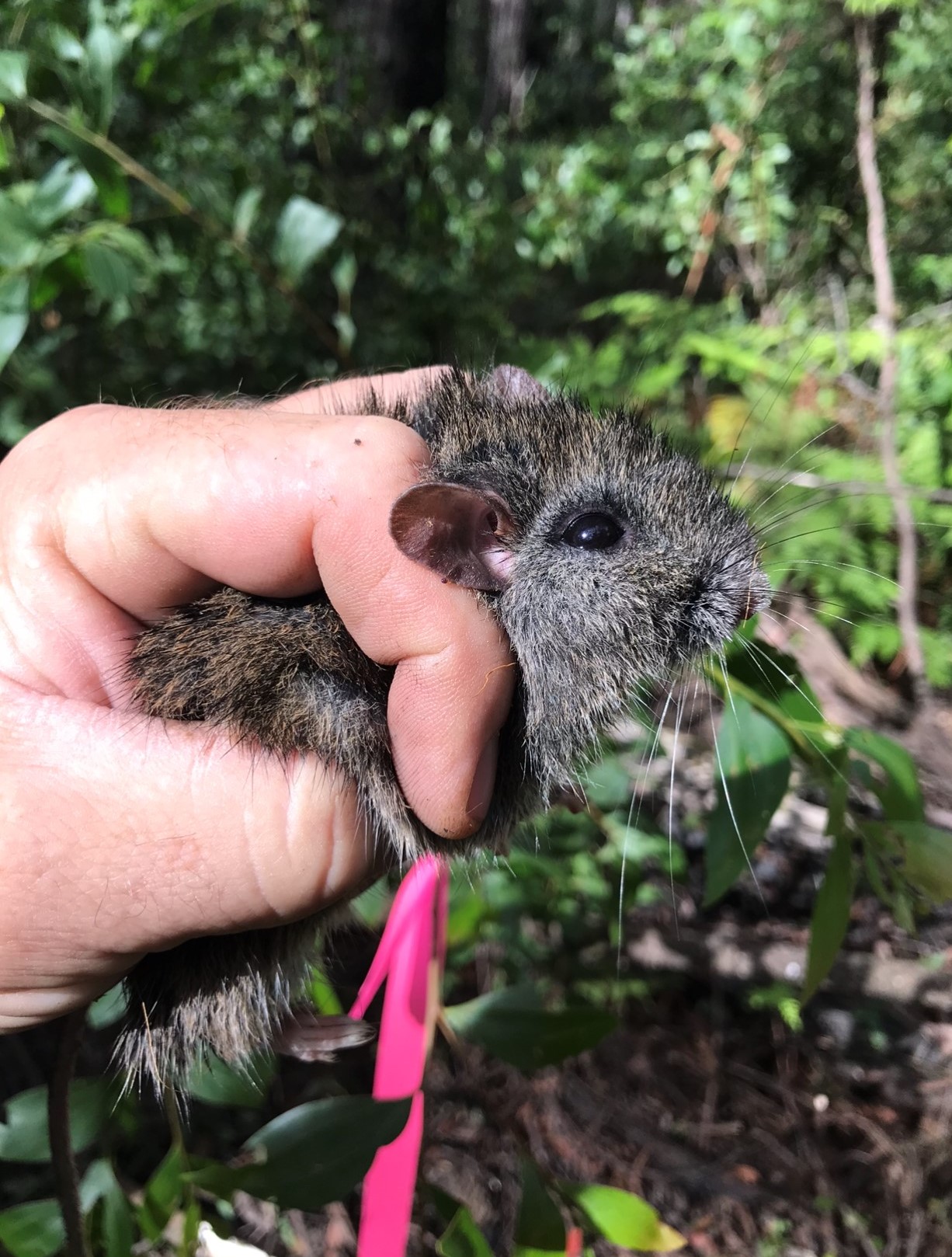Endangered species has risen from the ashes: FCNSW I Australian Rural & Regional News