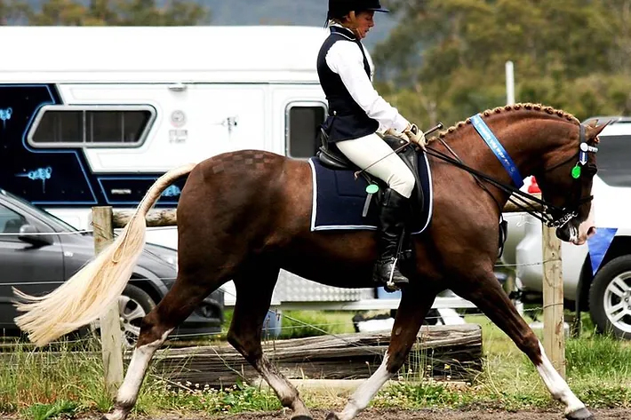 Pony crosses filling gap in dressage mount market I Australian Rural ...