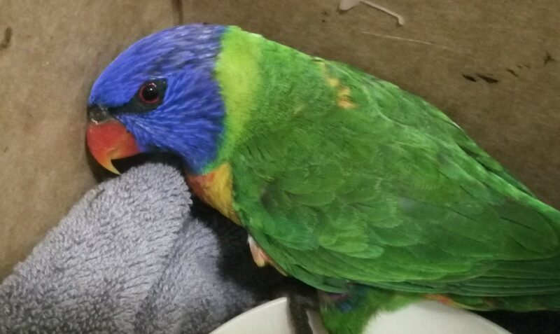 Birds of paralysis in Clarence Valley I Australian Rural & Regional News