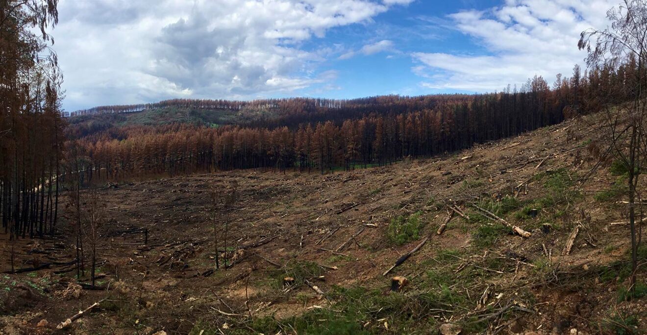 Lessons from Tumut and Tumbarumba salvage success shared with timber ...