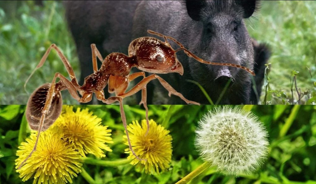 Millions in biosecurity budget to tackle fire ants, white spot, feral ...