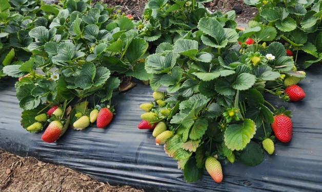 New strawberry variety makes Stella debut at Ekka: Furner I Australian ...