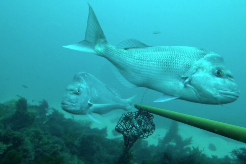 Demersal fishing back on in West Coast bioregion | Australian Rural ...