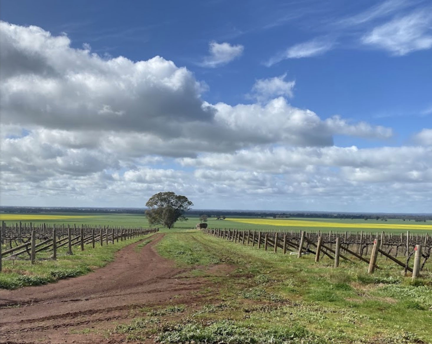 Lovell calls for stop to solar farm in wine country i Australian Rural ...