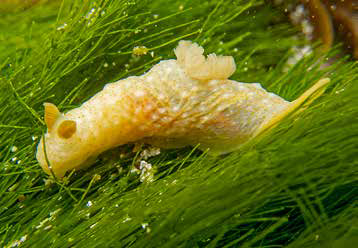 2025 Lord Howe Island Sea Slug Census February, 28 to March 9 I ...