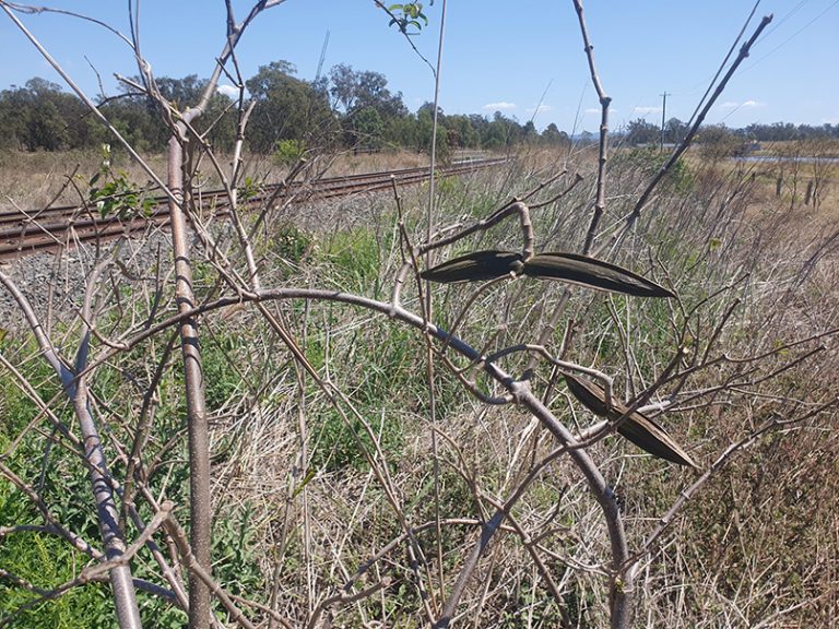Council issues alert as invasive weed discovered for first time in 50 ...